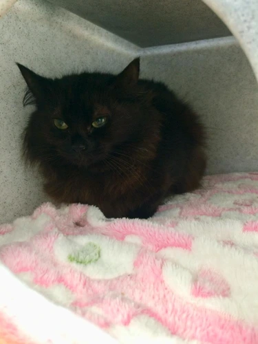 Cats Protection Tyneside Cat Centre