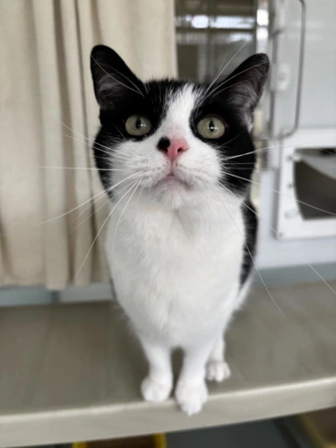 Cats Protection Cornwall Cat Centre