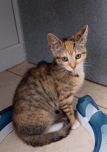 Cats Protection Walsall Borough Branch