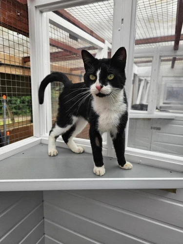Cats Protection Reading & DIstrict