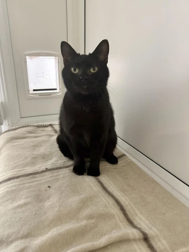 Cats Protection Halifax, Huddersfield & Wakefield Branch