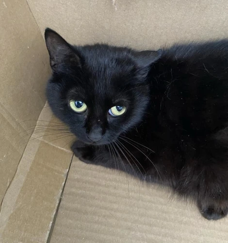 Cats Protection Anglia Coastal Branch