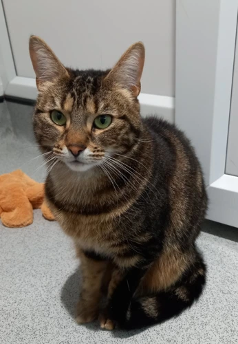 Cats Protection Leeds Cat Centre
