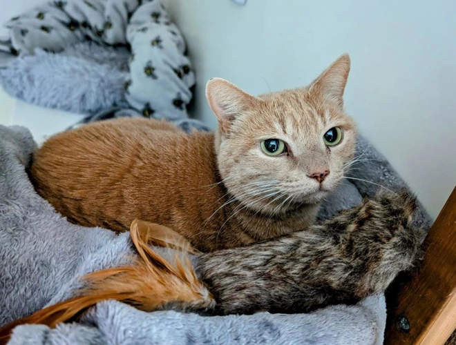 Cats Protection Basingstoke & District Branch