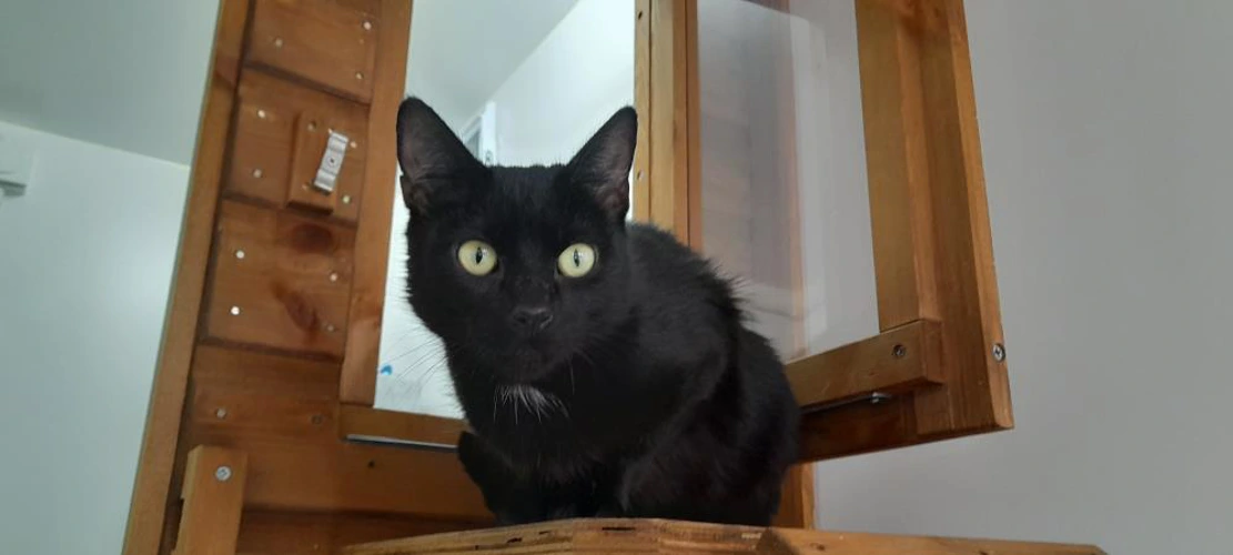 Cats Protection Arbroath & Central Angus Branch
