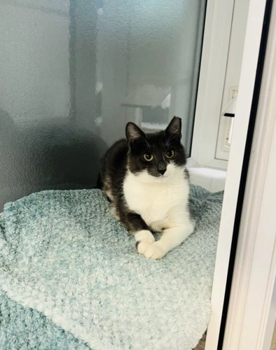 Cats Protection Halifax, Huddersfield & Wakefield Branch
