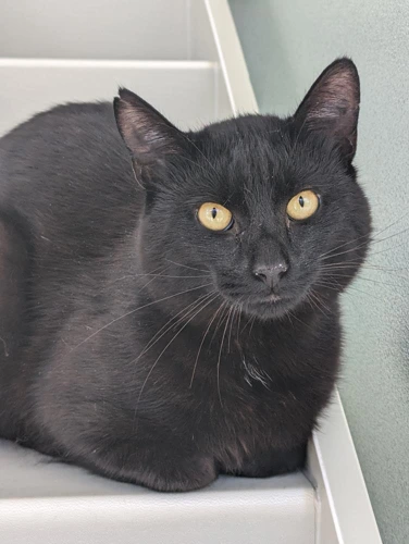 Cats Protection Cornwall Cat Centre