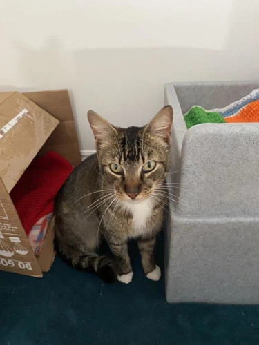 Cats Protection Holsworthy, Bideford & Okehampton Branch