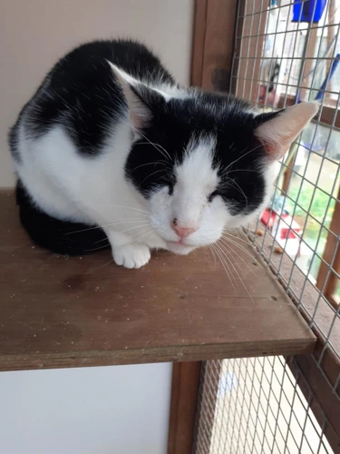 Cats Protection North East Lincolnshire and District Branch