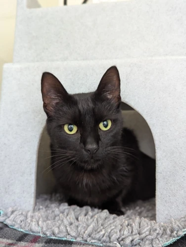 Cats Protection Cornwall Cat Centre