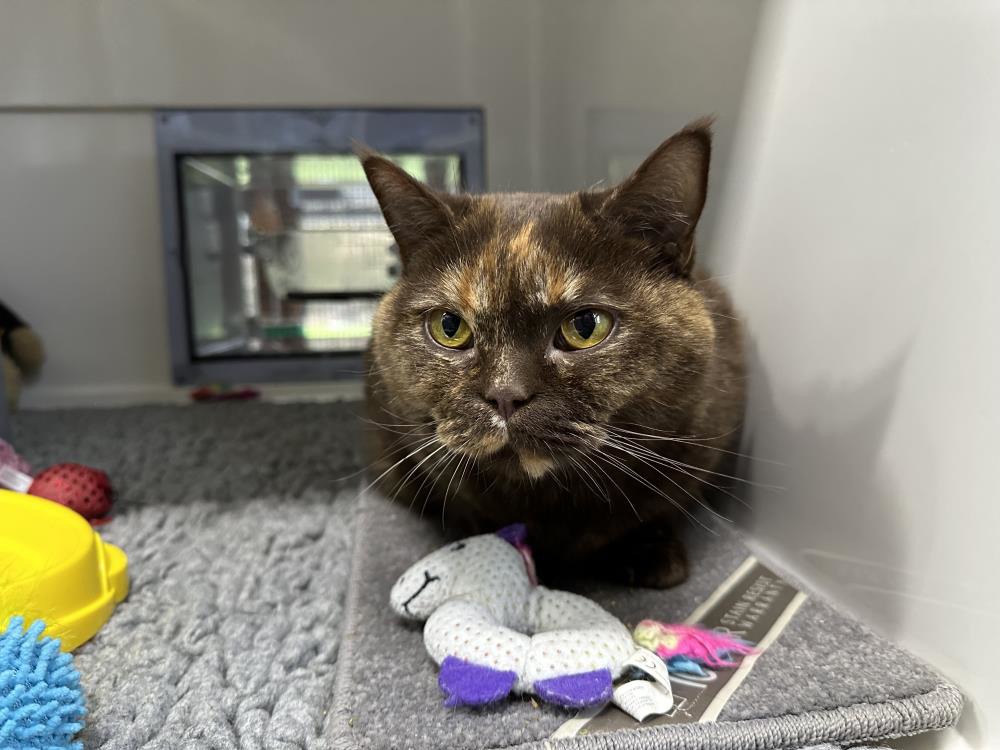 Find a cat near you | Adopt a cat | Cats Protection