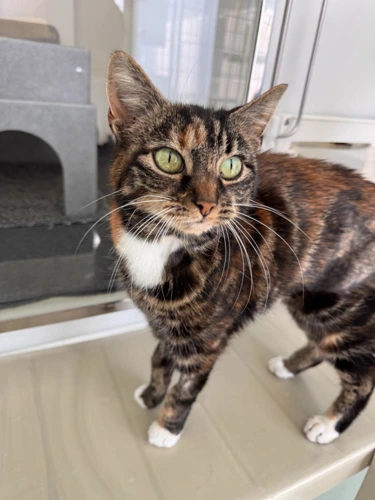 Cats Protection Cornwall Cat Centre