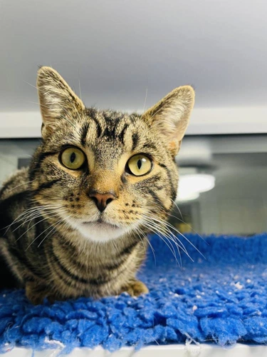 Cats Protection Halifax, Huddersfield & Wakefield Branch