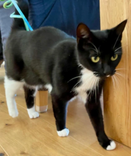 Cats Protection Tendring & District Branch