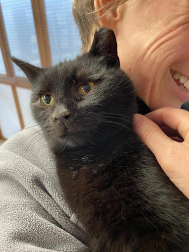 Cats Protection Arbroath & Central Angus Branch