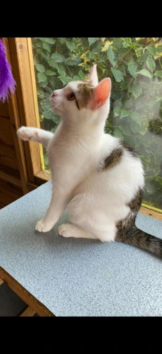 Cats Protection Halesowen & District Branch