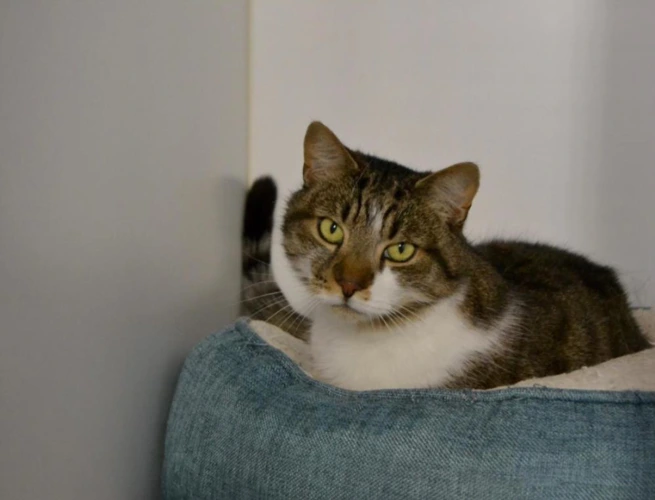 Cats Protection Frome & District Branch