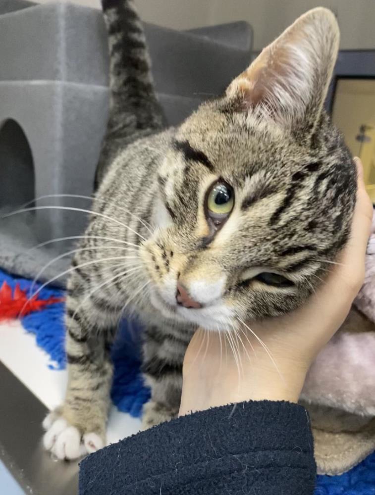 Find a cat near you | Adopt a cat | Cats Protection