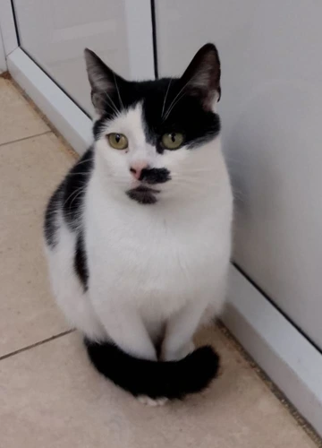 Cats Protection Walsall Borough Branch