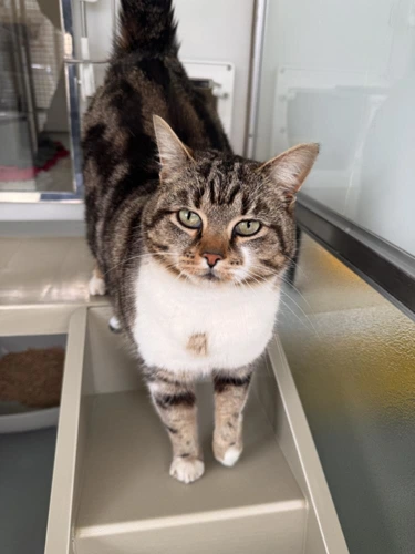 Cats Protection Cornwall Cat Centre