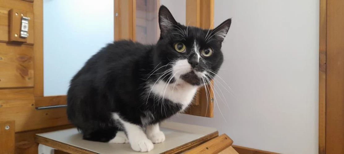 Cats Protection Arbroath & Central Angus Branch