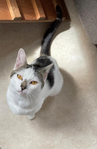Cats Protection Halifax, Huddersfield & Wakefield Branch