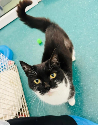 Cats Protection Leeds Cat Centre