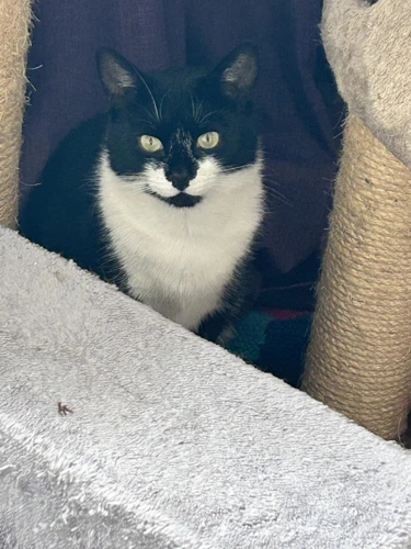 Cats Protection Glasgow Branch