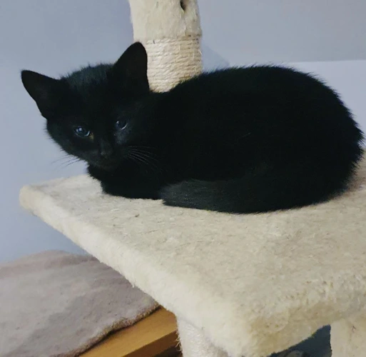 Cats Protection Halifax, Huddersfield & Wakefield Branch