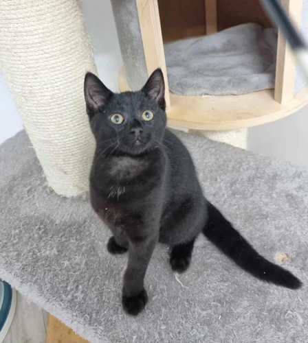 Cats Protection Walsall Borough Branch