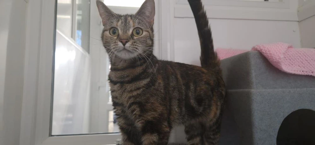 Cats Protection Warrington Cat Centre