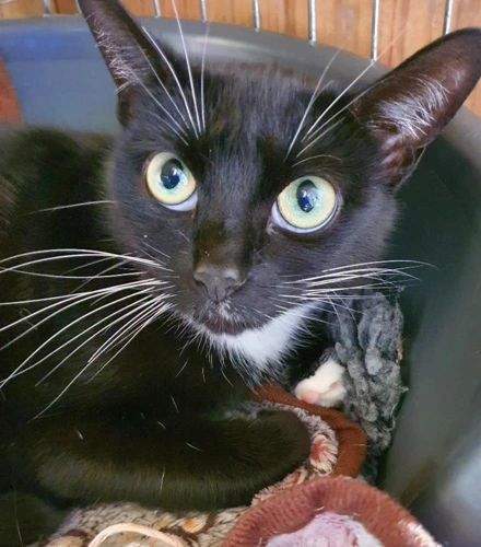 Cats Protection South Wirral Branch