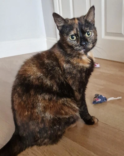 Cats Protection Walsall Borough Branch