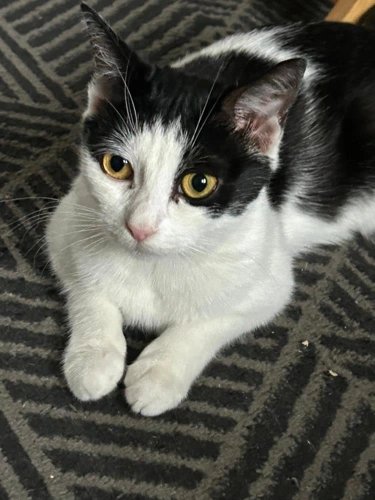 Cats Protection Glasgow Branch