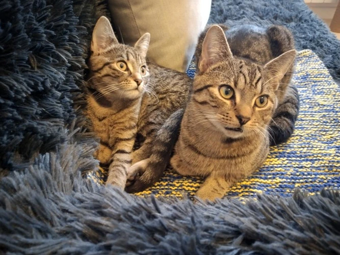 Cats Protection Rugby Branch