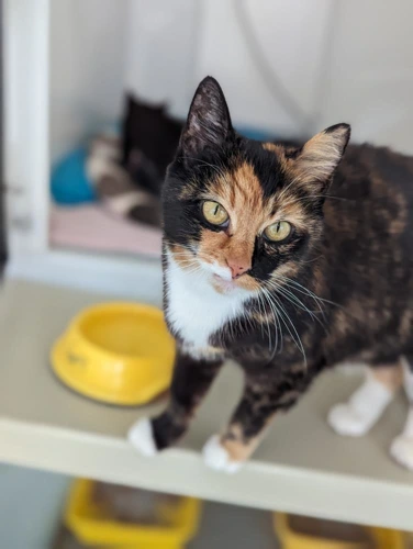 Cats Protection Cornwall Adoption Centre