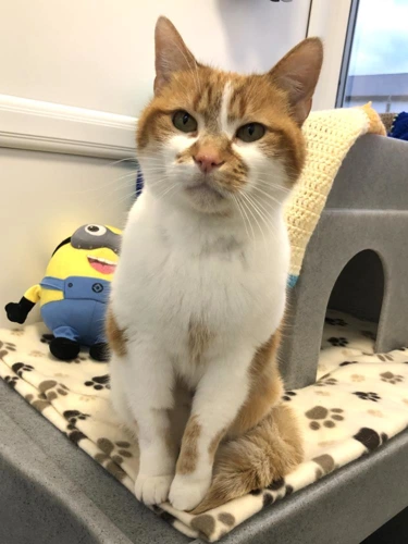 Cats Protection Tyneside Cat Centre