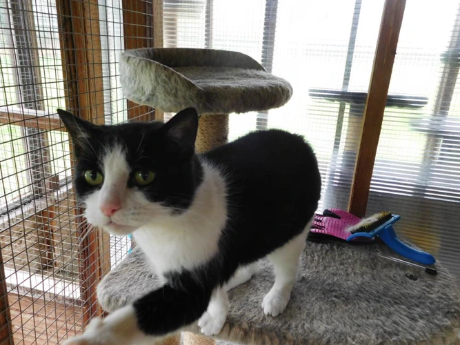 Cats Protection North Walsham & District Branch