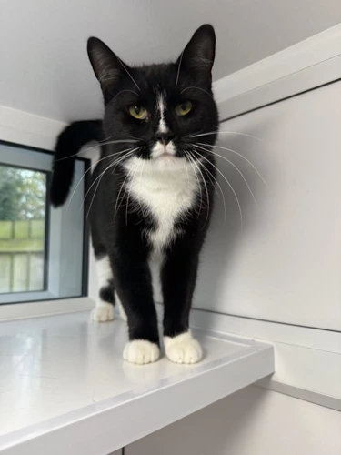 Cats Protection Halifax, Huddersfield & Wakefield Branch