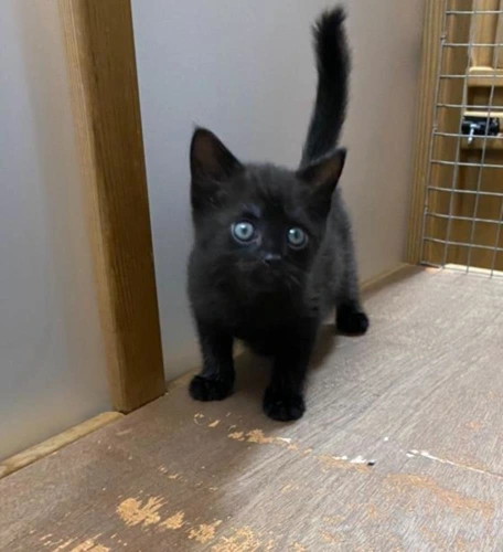 Cats Protection Worcester & District Branch