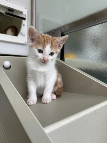 Cats Protection Cornwall Cat Centre