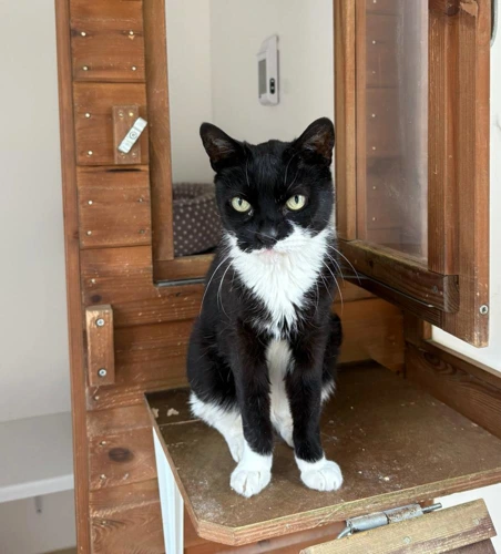 Cats Protection North East Lincolnshire and District Branch