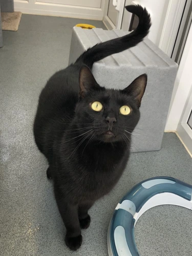 Cats Protection Tyneside Cat Centre