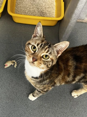 Cats Protection North Wales Cat Centre