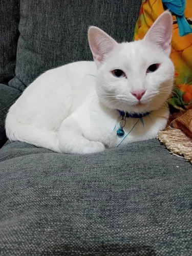 Cats Protection Walsall Borough Branch