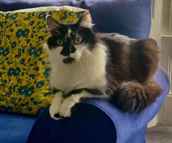 Cats Protection Brighton & Hove Branch