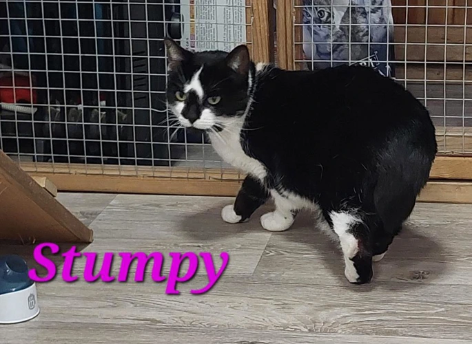 Cats Protection North East Lincolnshire and District Branch