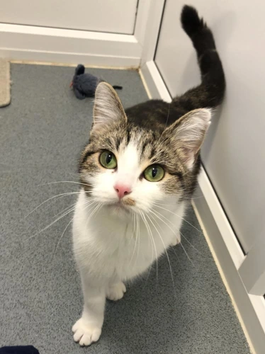 Cats Protection Tyneside Cat Centre