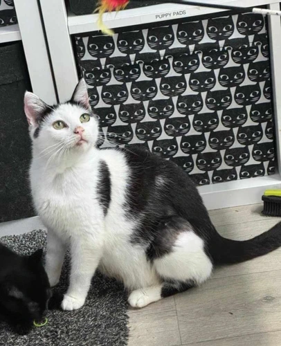 Cats Protection Walsall Borough Branch