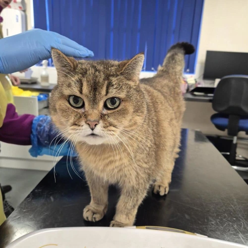 Cats Protection Tyneside Cat Centre